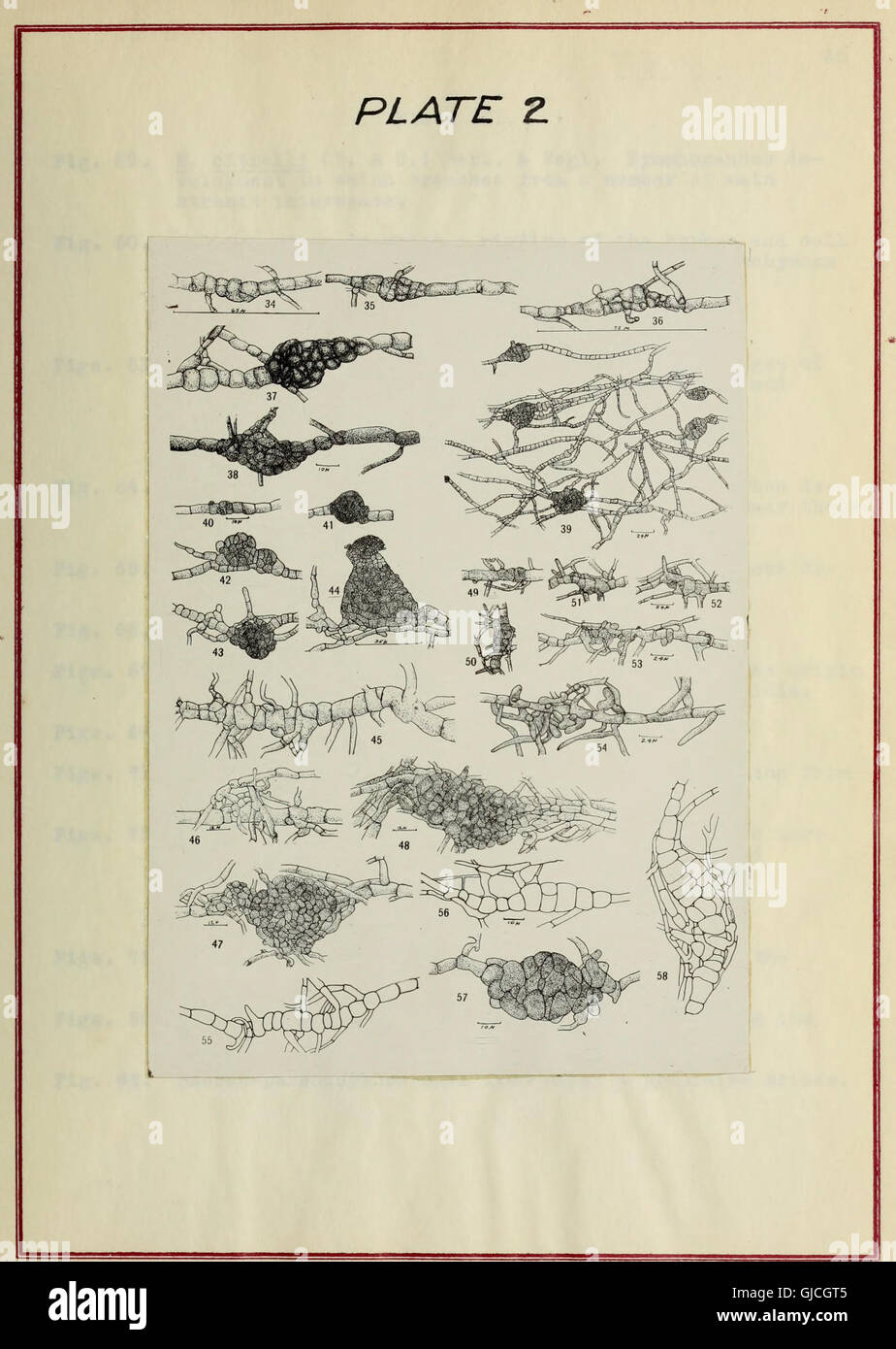 A 1918 scientific work discussing the origin and development of the ...