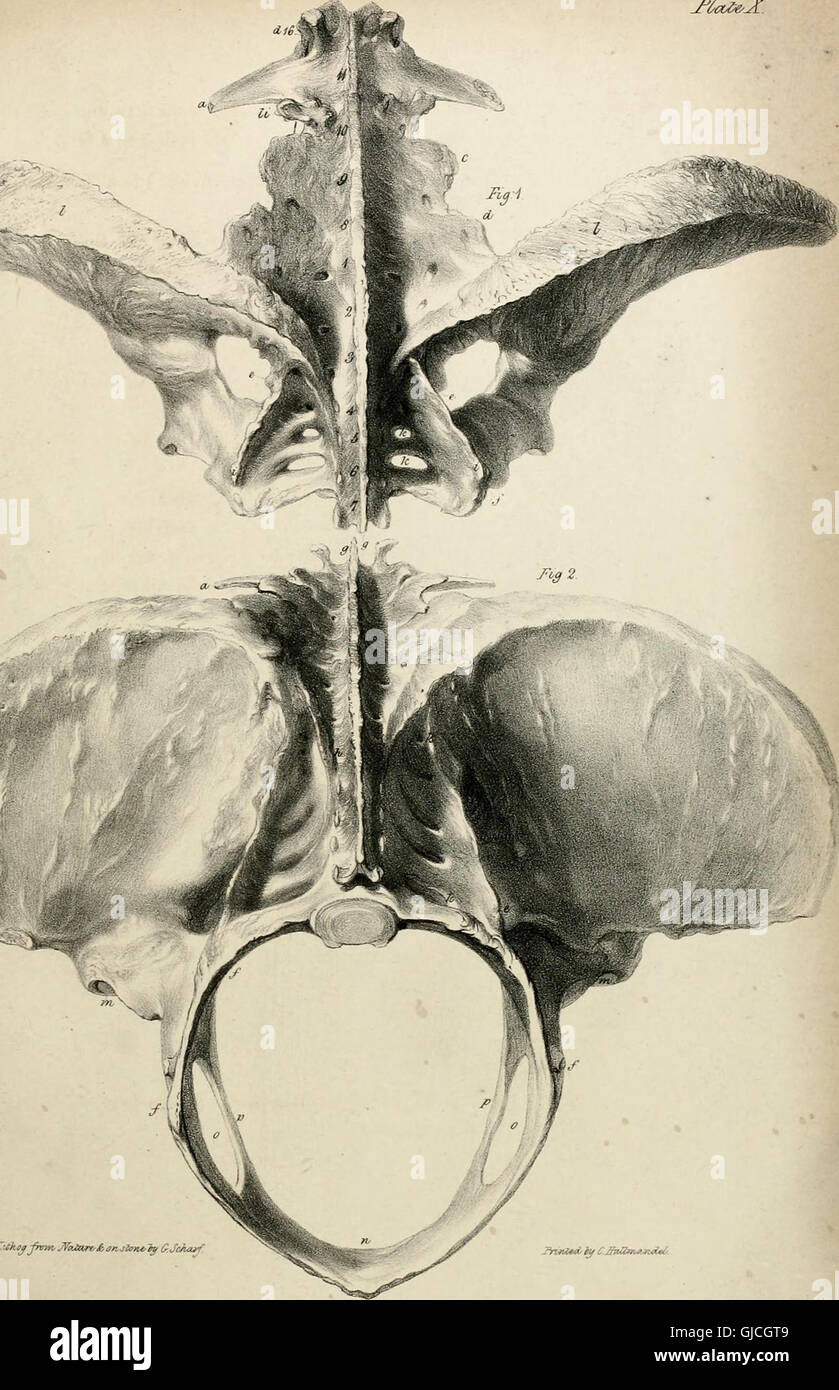 'Description of the Skeleton of an Extinct Gigantic Sloth, Mylodon ...