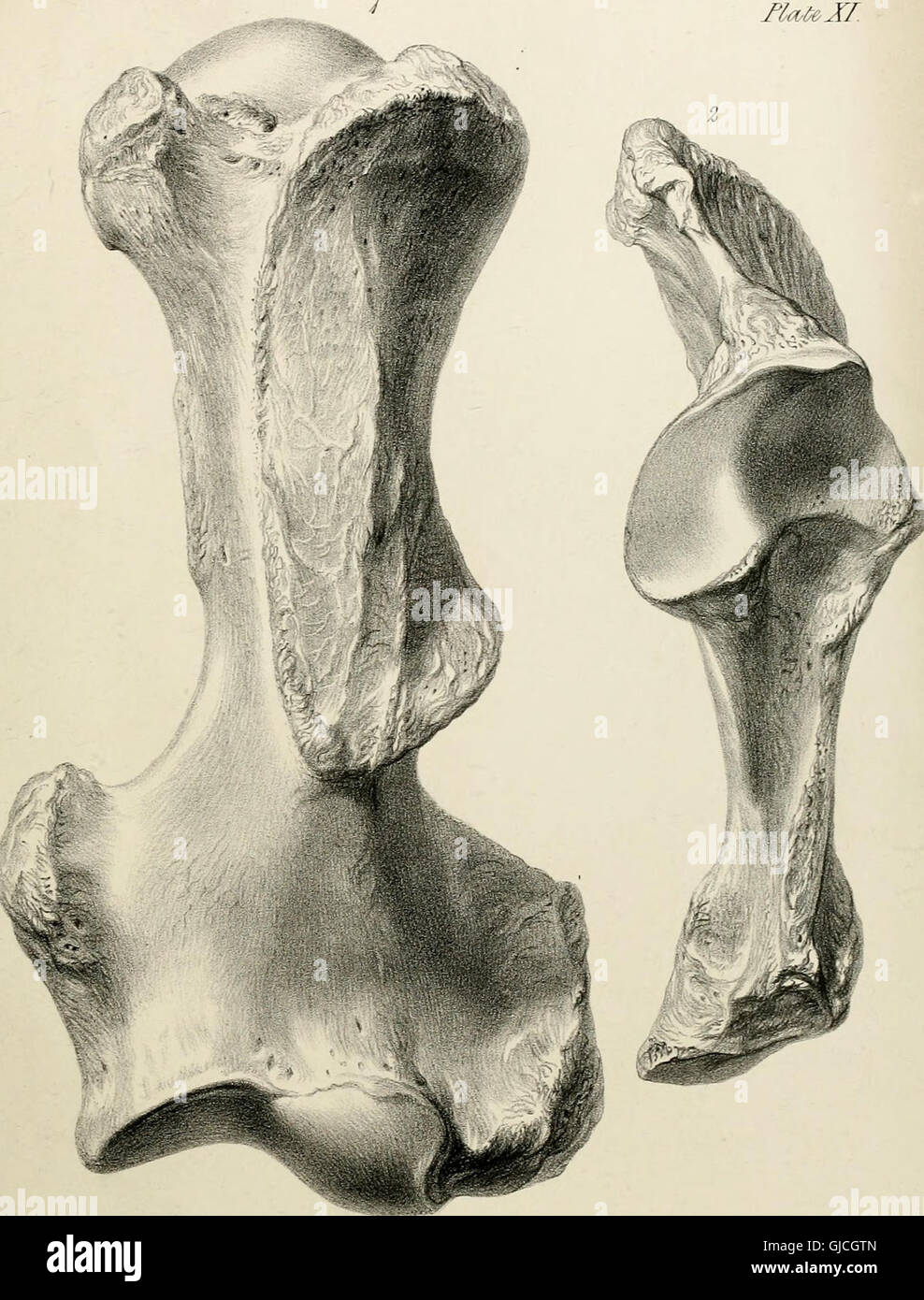 An 1842 study detailing the skeleton of the extinct Mylodon robustus ...