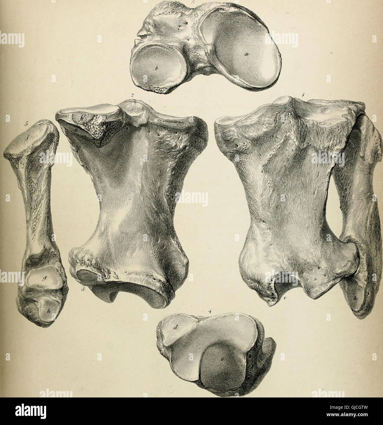 This 1842 work describes the skeleton of the extinct Mylodon robustus ...