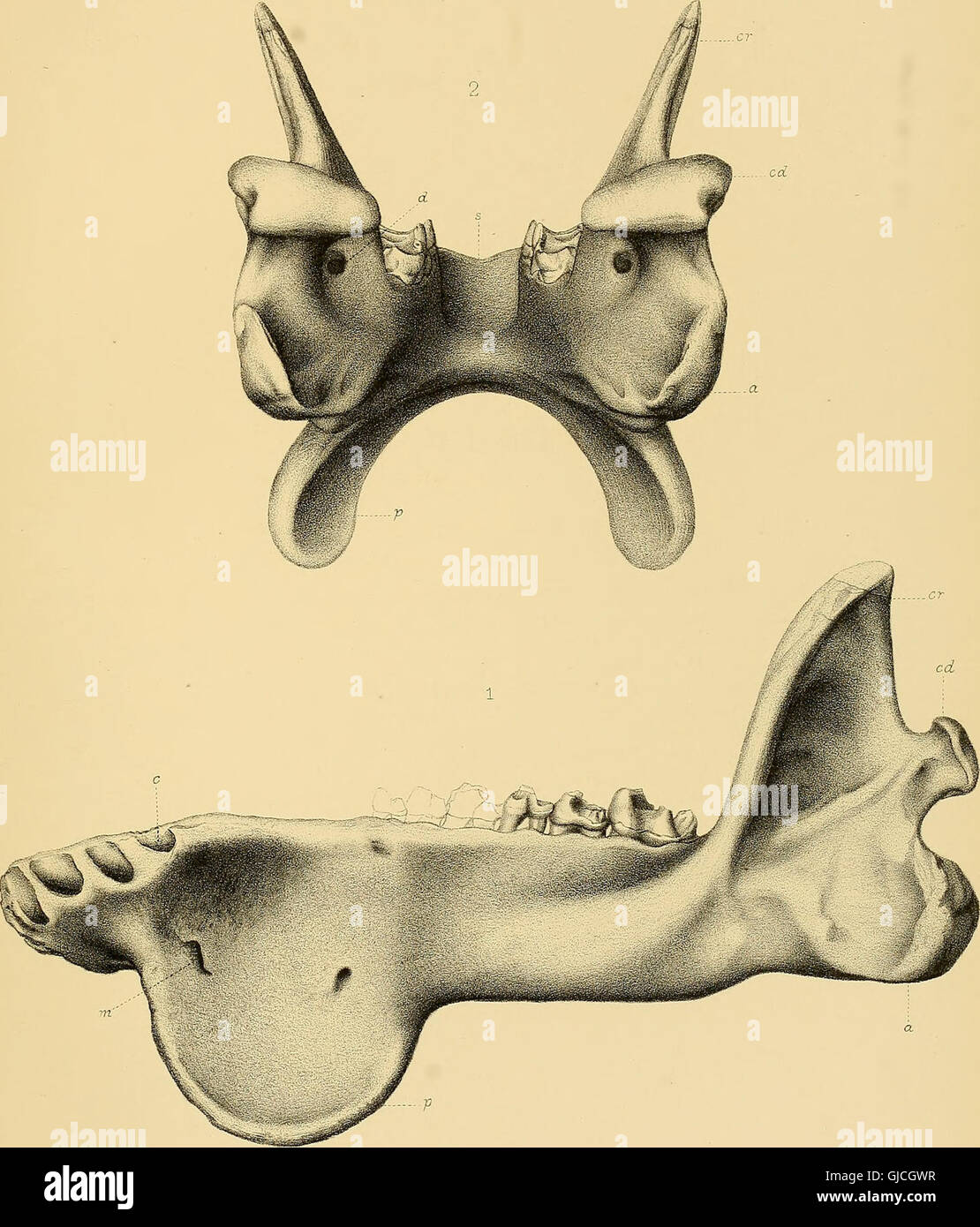 'Dinocerata' (1886) is a monograph focused on an extinct order of giant ...