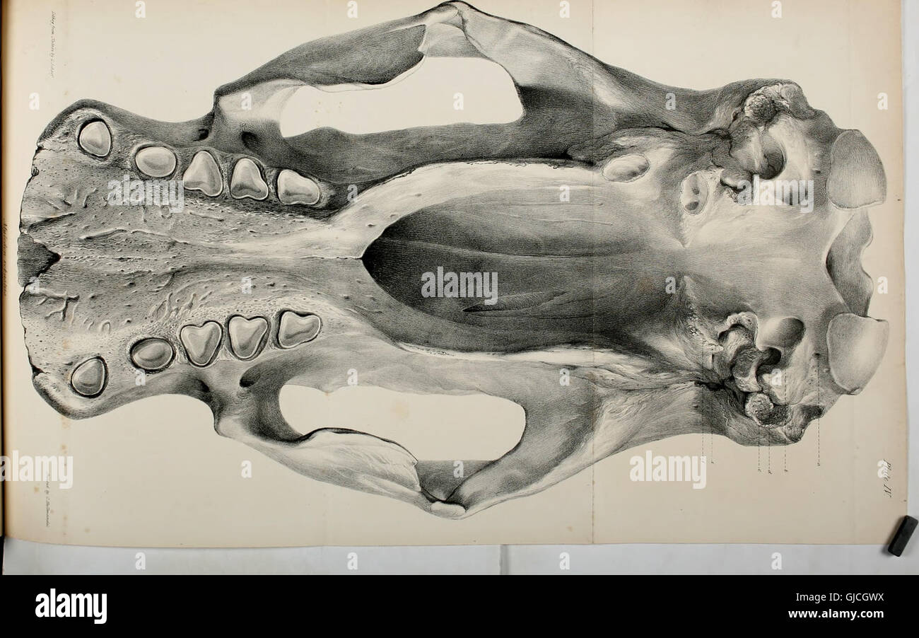 This 1842 work by Owen describes the skeleton of the extinct Mylodon ...