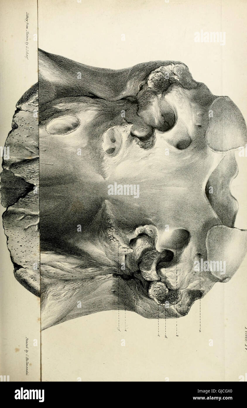 This 1842 work provides a detailed description of the skeleton of ...