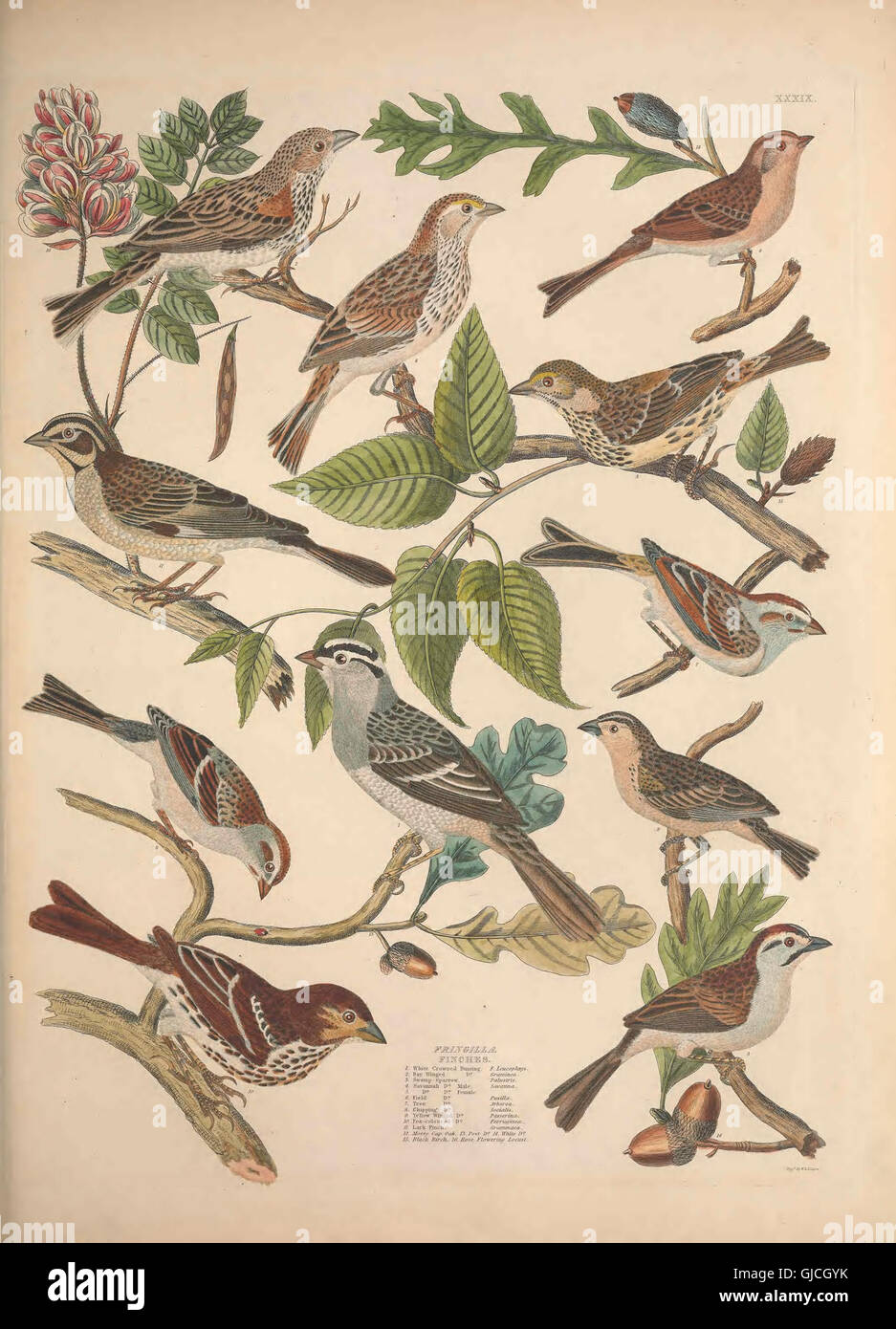 This work illustrates the American ornithology of Alexander Wilson and ...