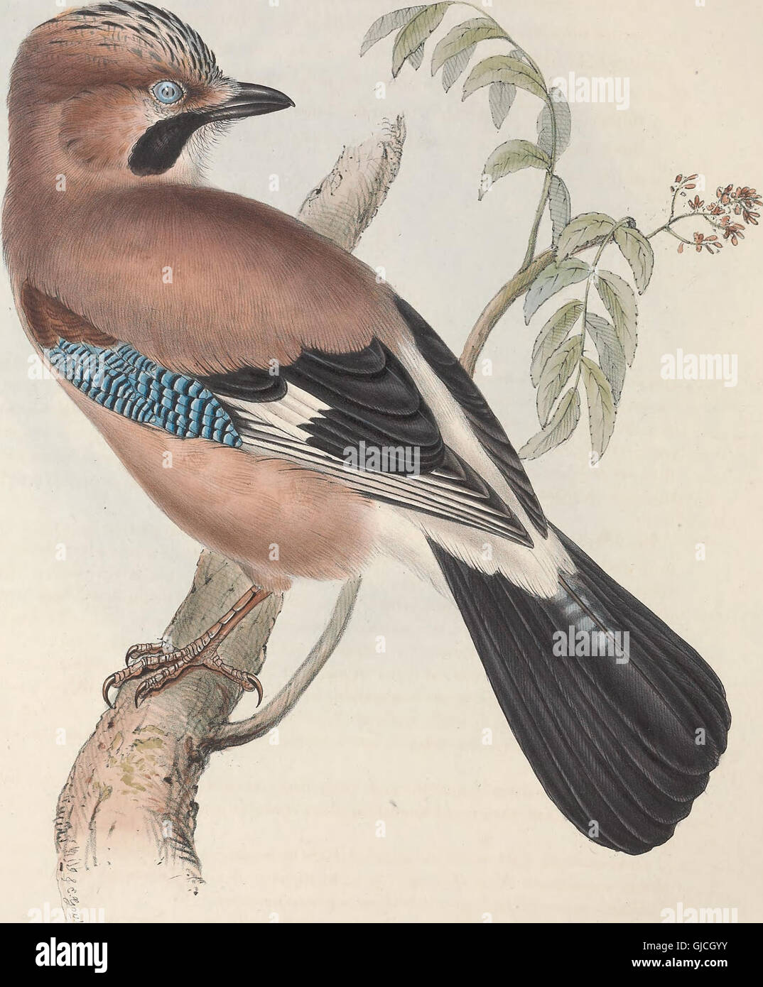 'The Birds of Europe' (1837) is a comprehensive guide to European bird ...