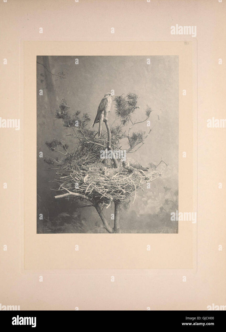Platinotype hi-res stock photography and images - Alamy