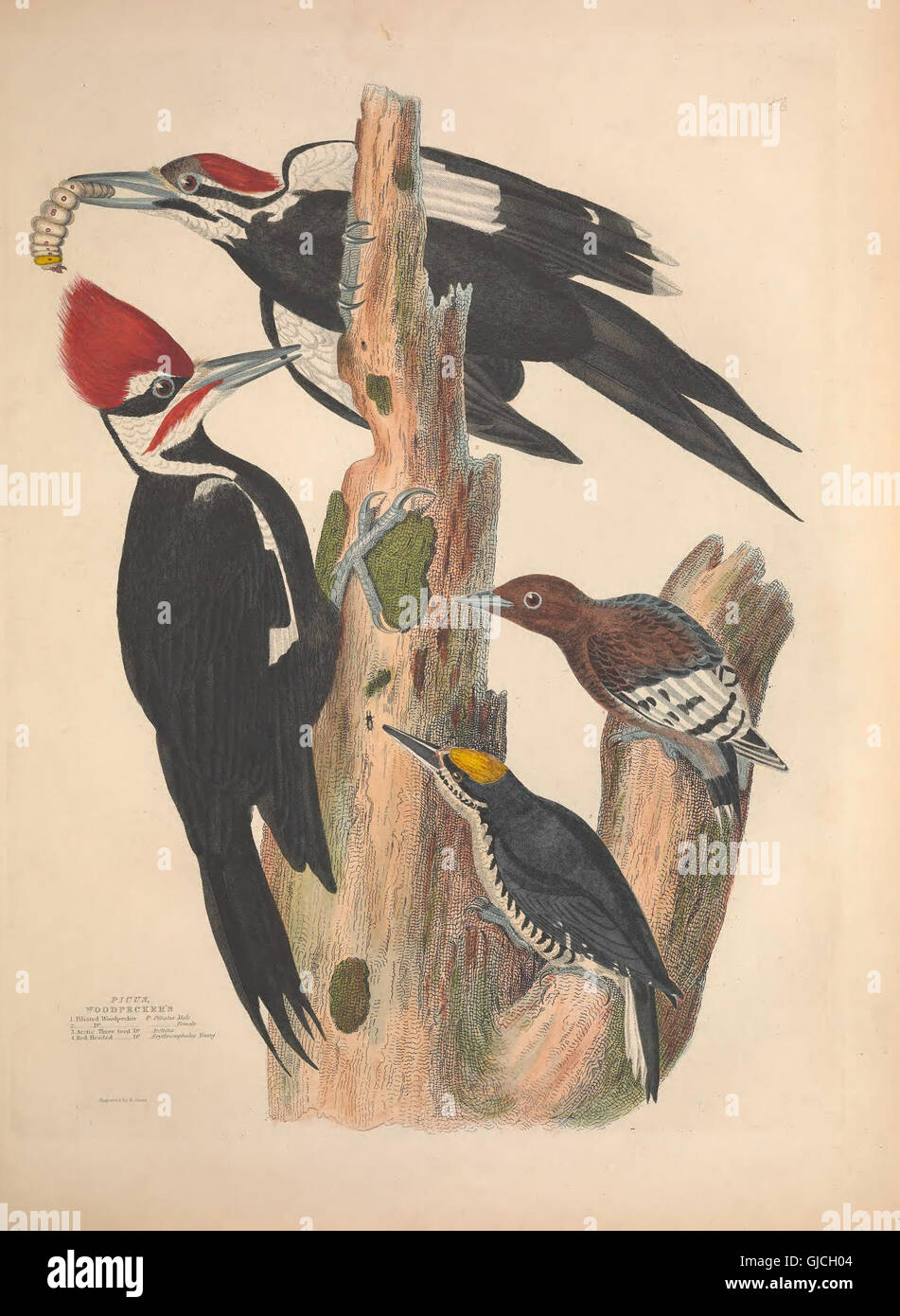This ornithological work illustrates American bird species documented ...