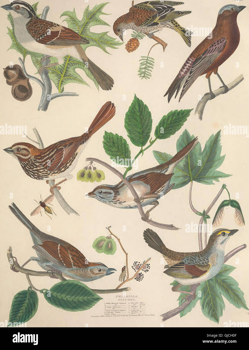 'Illustrations of the American Ornithology' by Alexander Wilson and ...