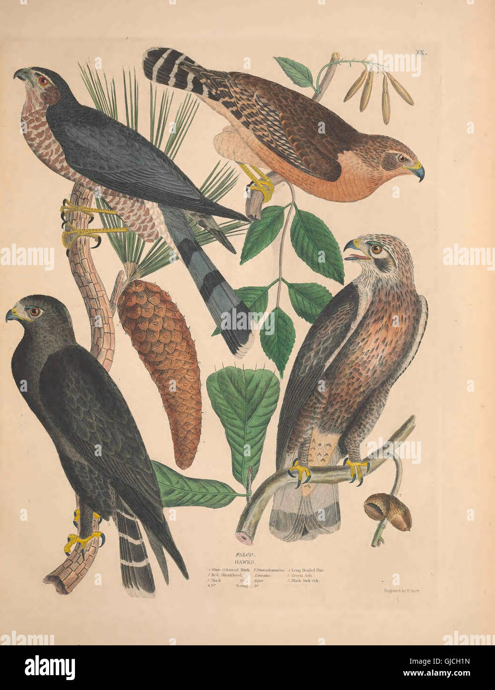 A compilation of illustrations from Alexander Wilson and Charles Lucian ...