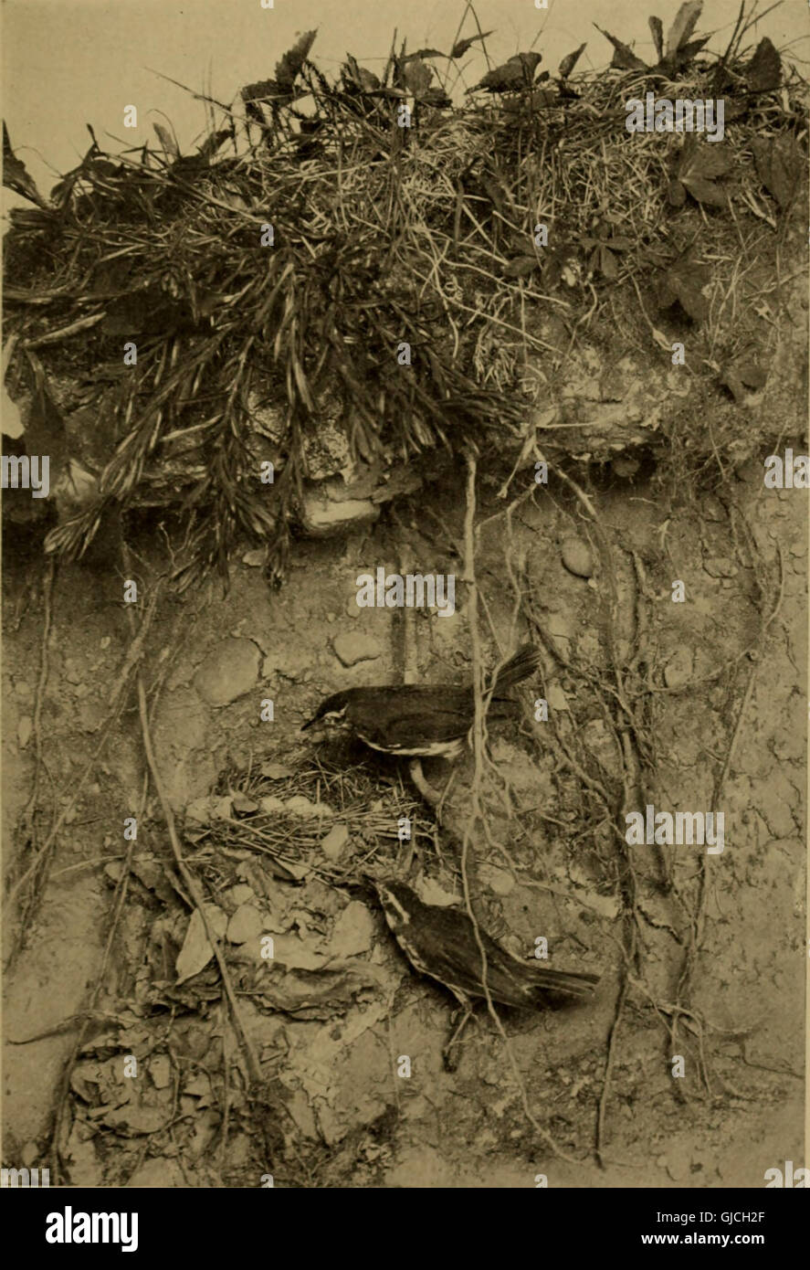 *Guide Leaflet* (1901) provides a concise introduction to a particular ...