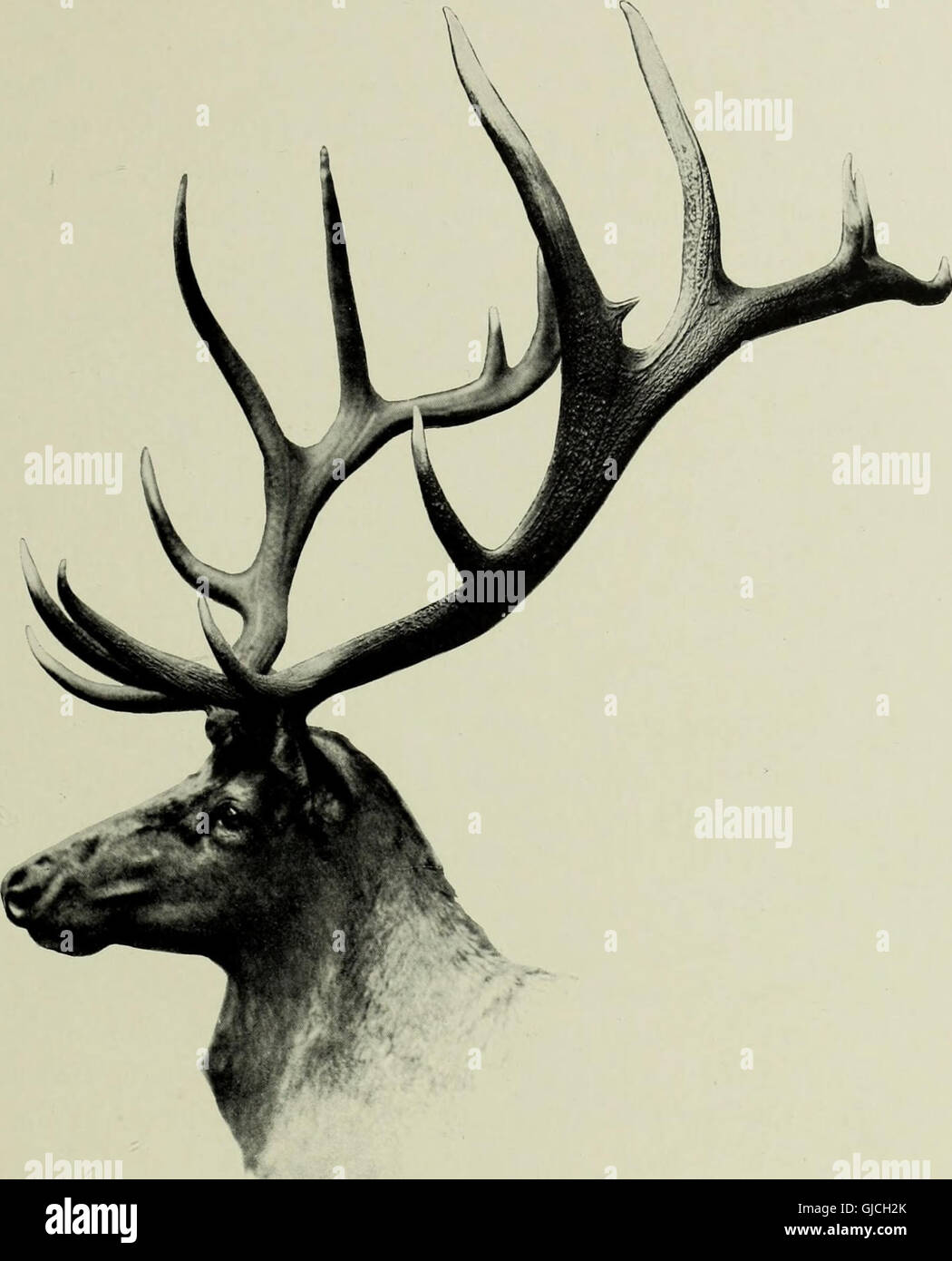 A 1898 work detailing the history and characteristics of the Cervidae ...