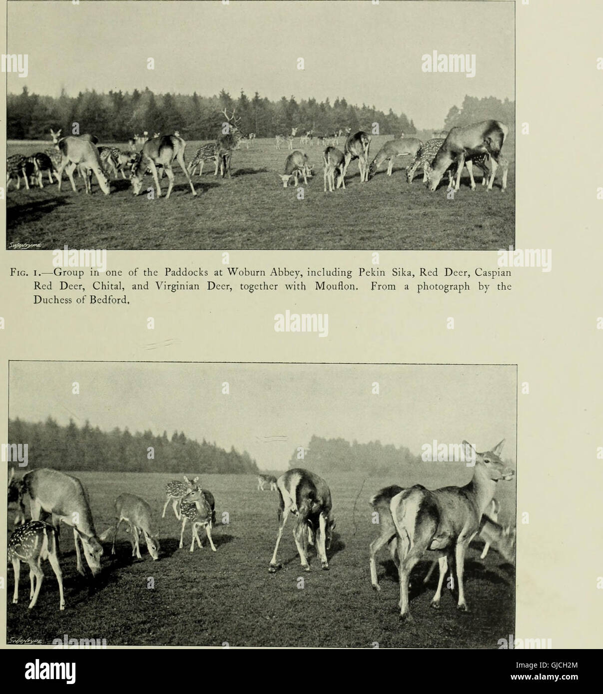 An 1898 publication detailing the history of the Cervidae family ...