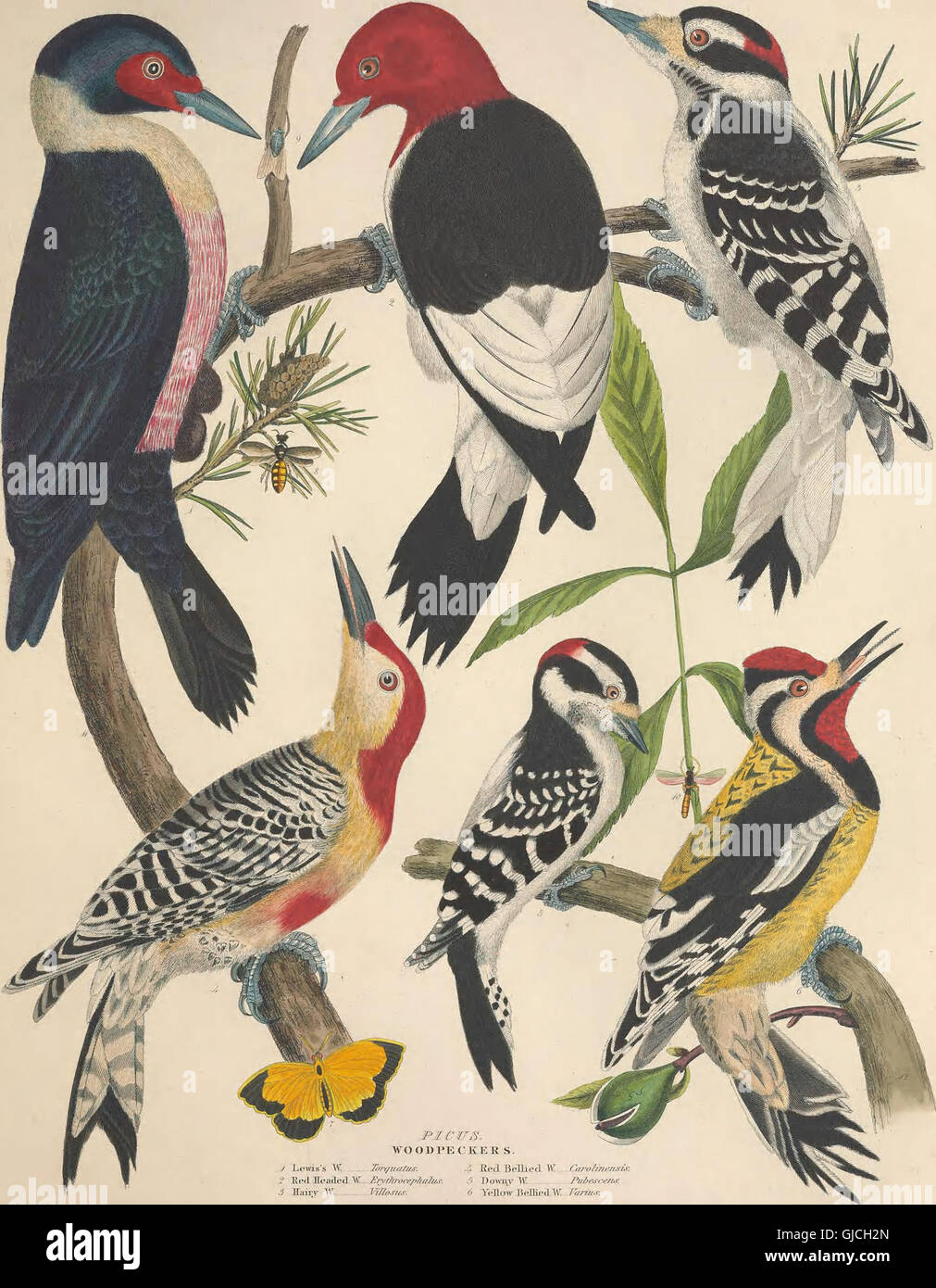 This work showcases the bird illustrations of Alexander Wilson and ...