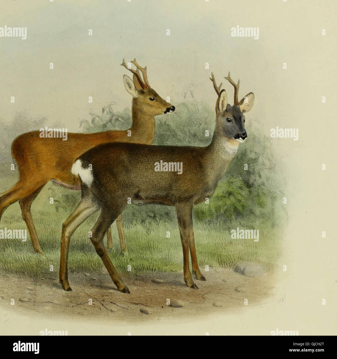 This 1898 publication details the family Cervidae, covering both living ...