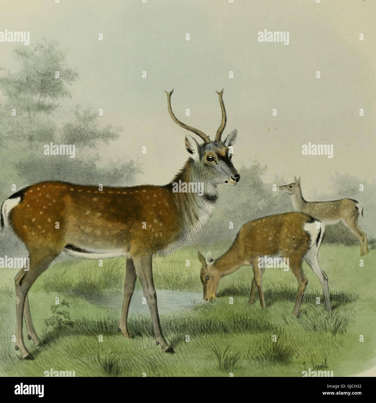 This 1898 work covers the history of the Cervidae family, documenting ...