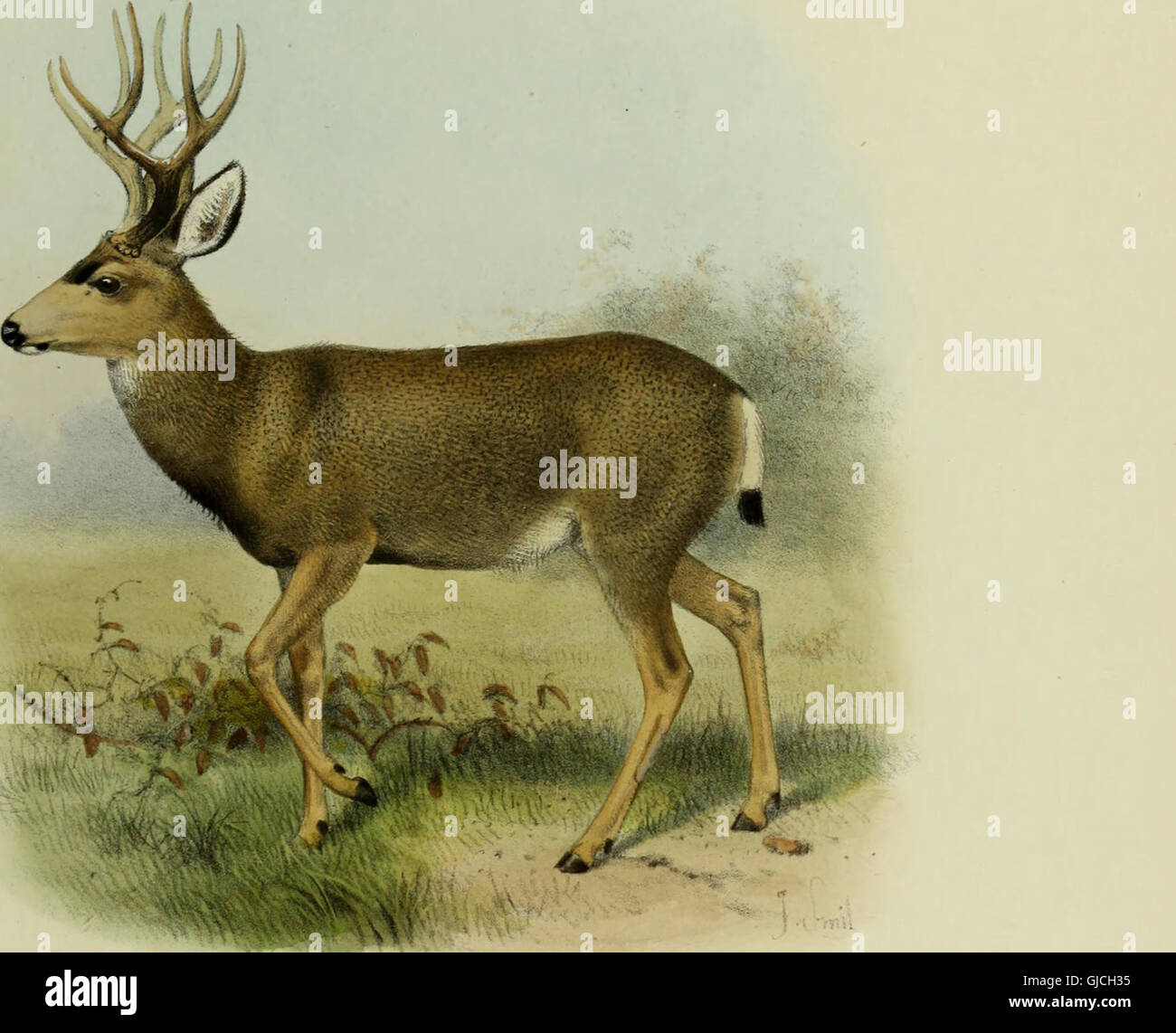 *The Deer of All Lands* (1898) offers a thorough history of the ...