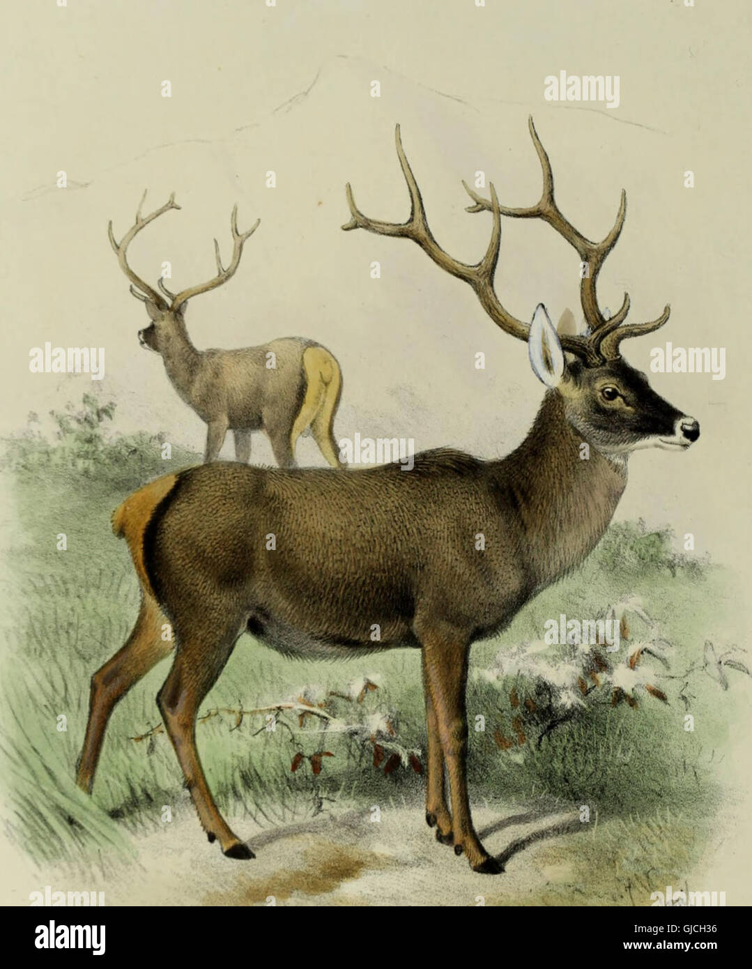This 1898 work explores the history of the Cervidae family, including ...