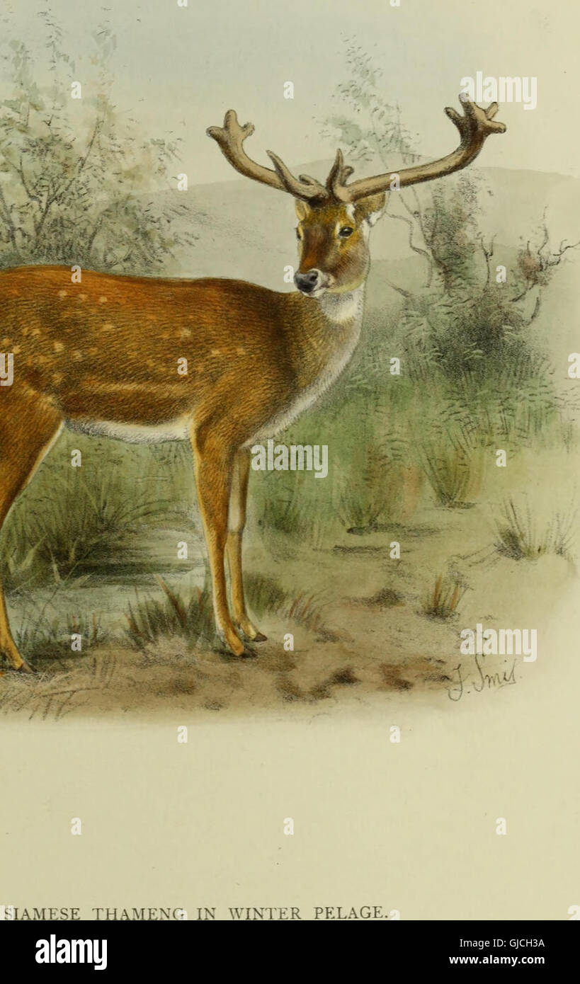 This 1898 book offers a comprehensive history of the Cervidae family ...