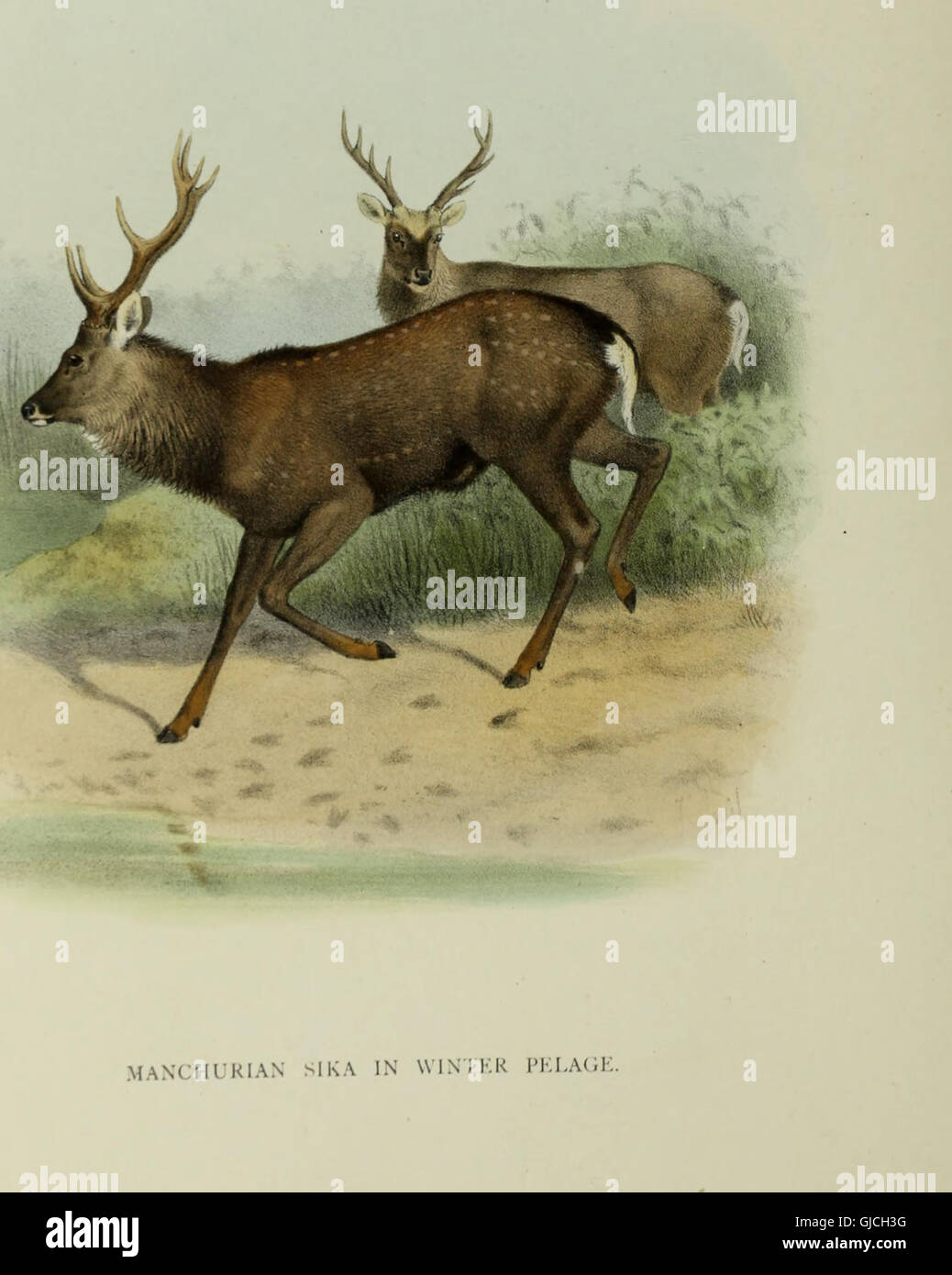 This 1898 publication explores the family Cervidae, including both ...