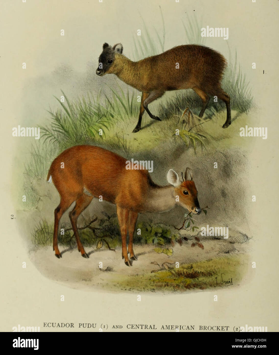 This 1898 work details the history and characteristics of the Cervidae ...