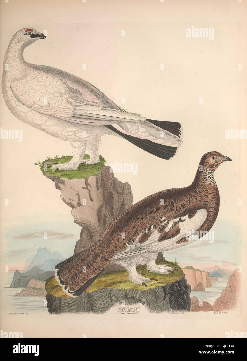*Illustrations of the American Ornithology* presents the work of ...