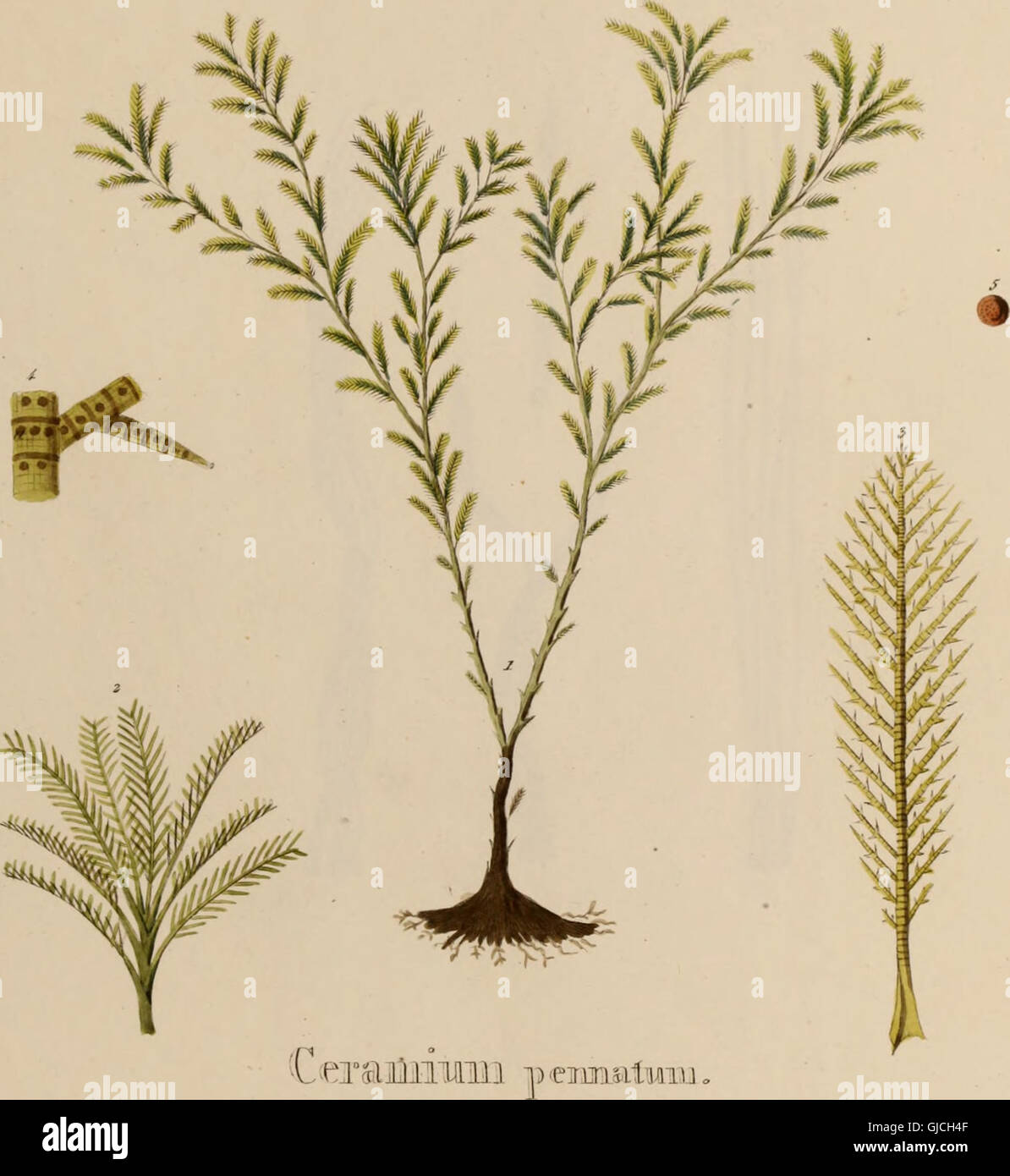 An 1829 botanical work by Stefano delle Chiaie, illustrating aquatic ...