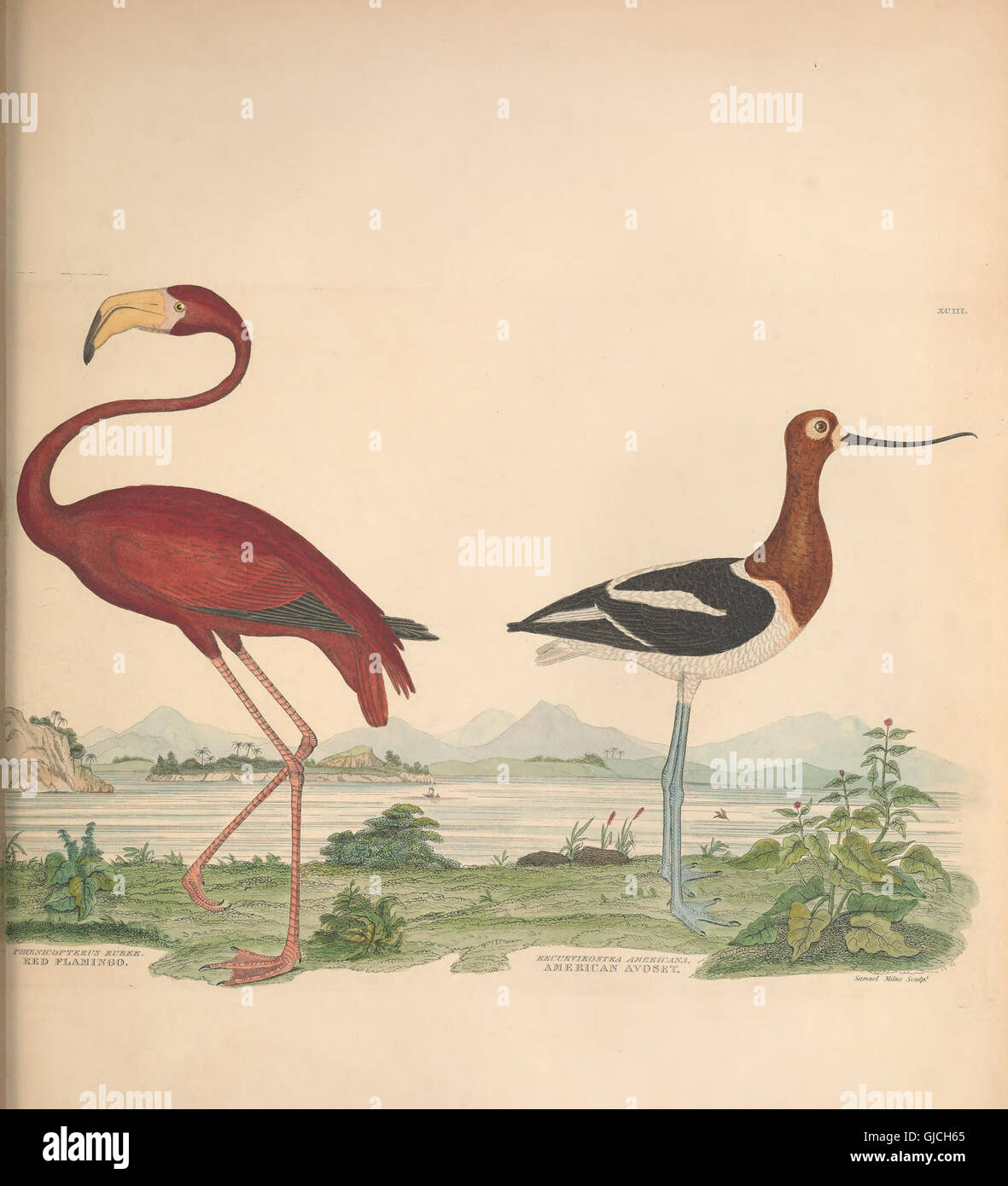 This work illustrates the American ornithology of Alexander Wilson and ...
