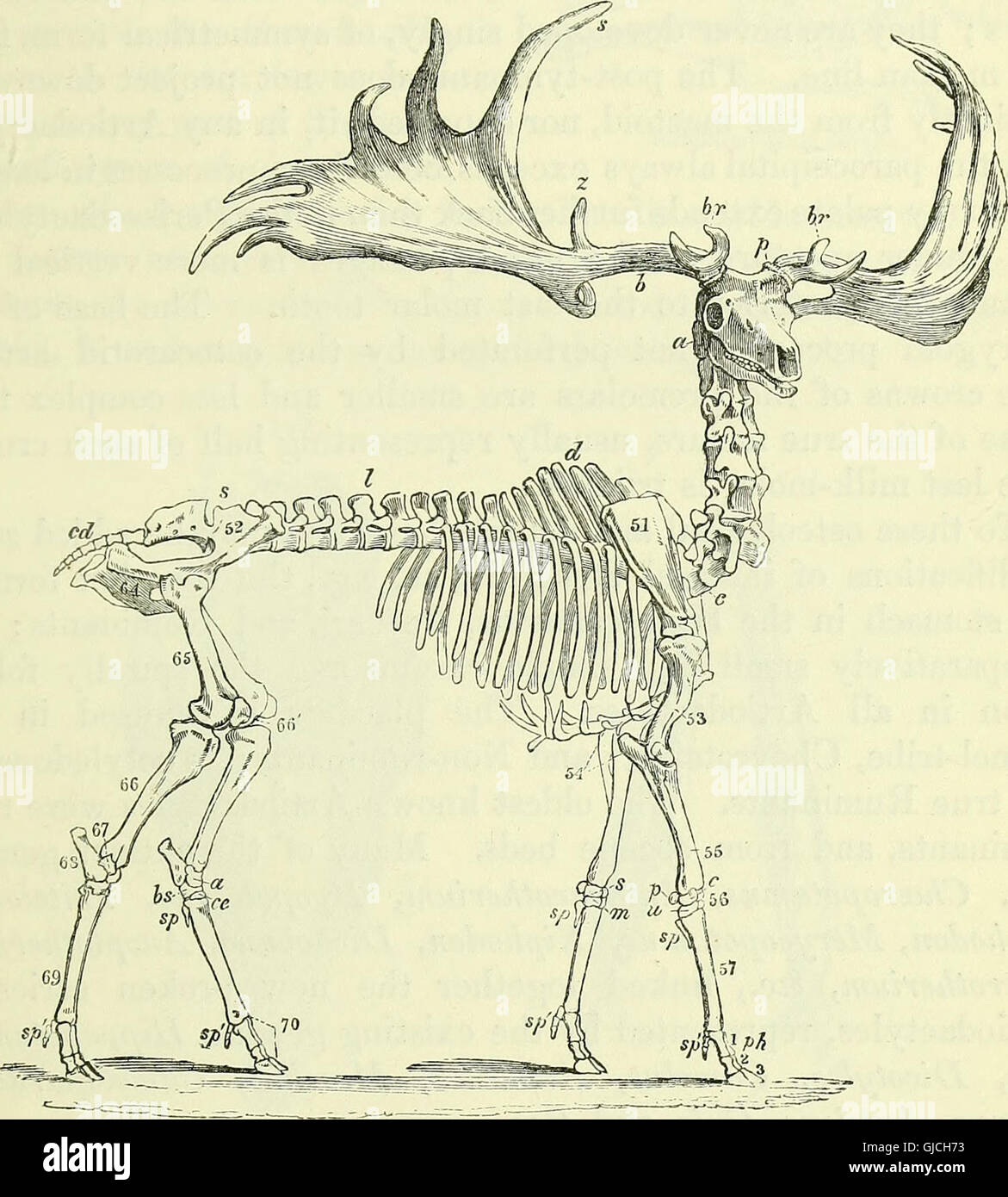 On the Anatomy of Vertebrates (1866) is a foundational text in ...