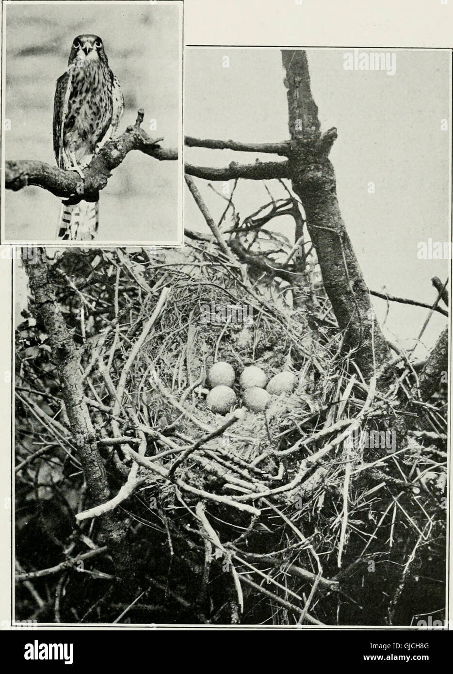 Pictures of Bird Life (1903) showcases birds in their natural habitats ...