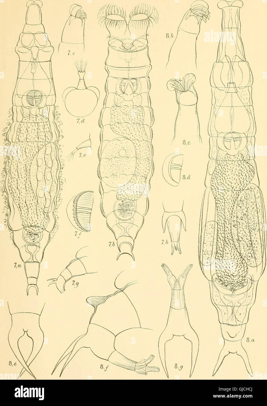 Rotifera hi-res stock photography and images - Alamy