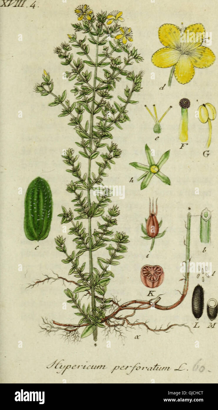 'Deutschlands Flora in Abbildungen nach der Natur' (1806) is a ...