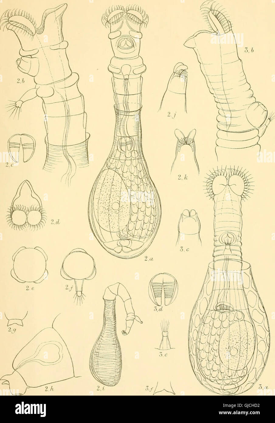 A scientific study detailing the discovery of a new family and twelve ...
