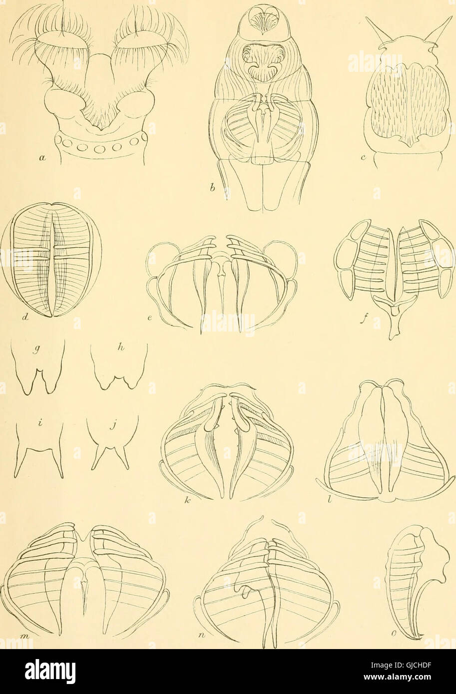 A 1905 study on a new family and twelve species of Rotifera in the ...