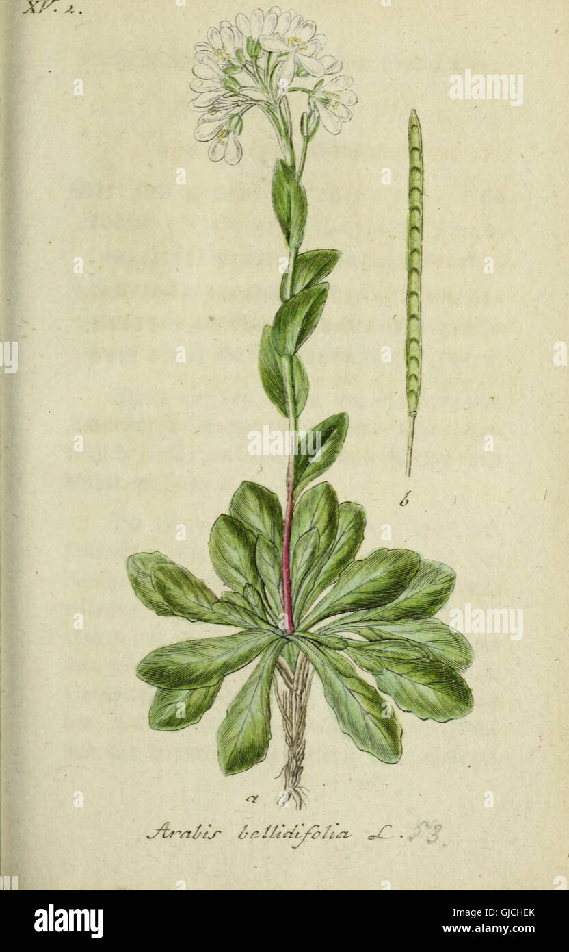 'Deutschlands Flora in Abbildungen nach der Natur' (1806) is a ...