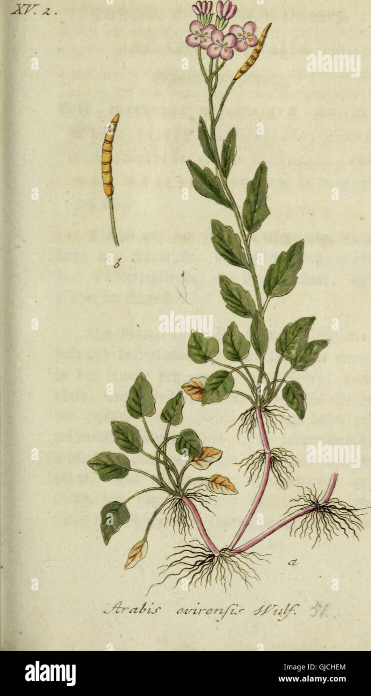 A botanical work from 1806 depicting the flora of Germany through ...