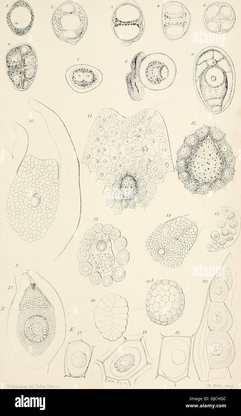 This 1862 study explores the germination, development, and reproduction ...