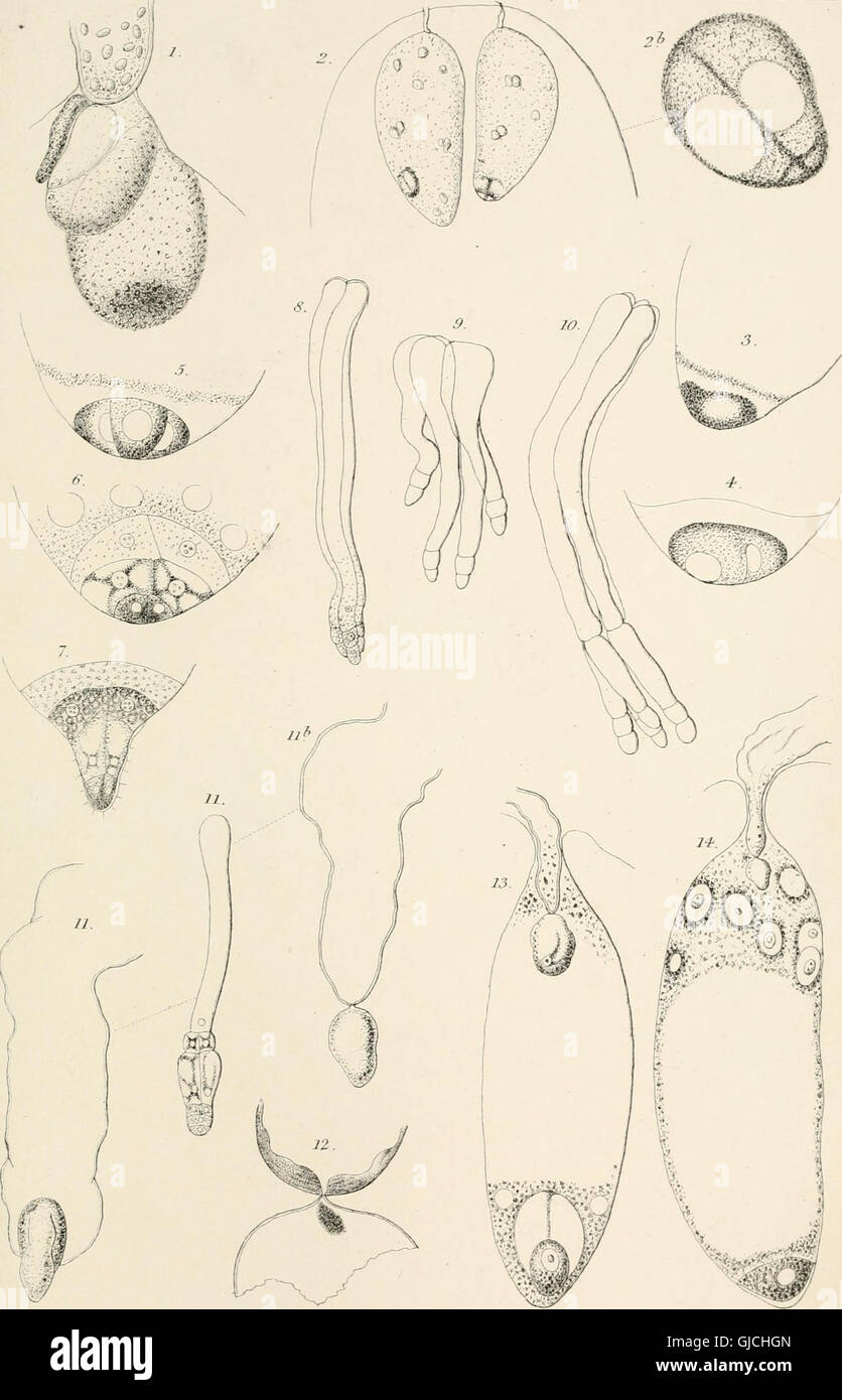 This 1862 work examines the germination, development, and fertilization ...