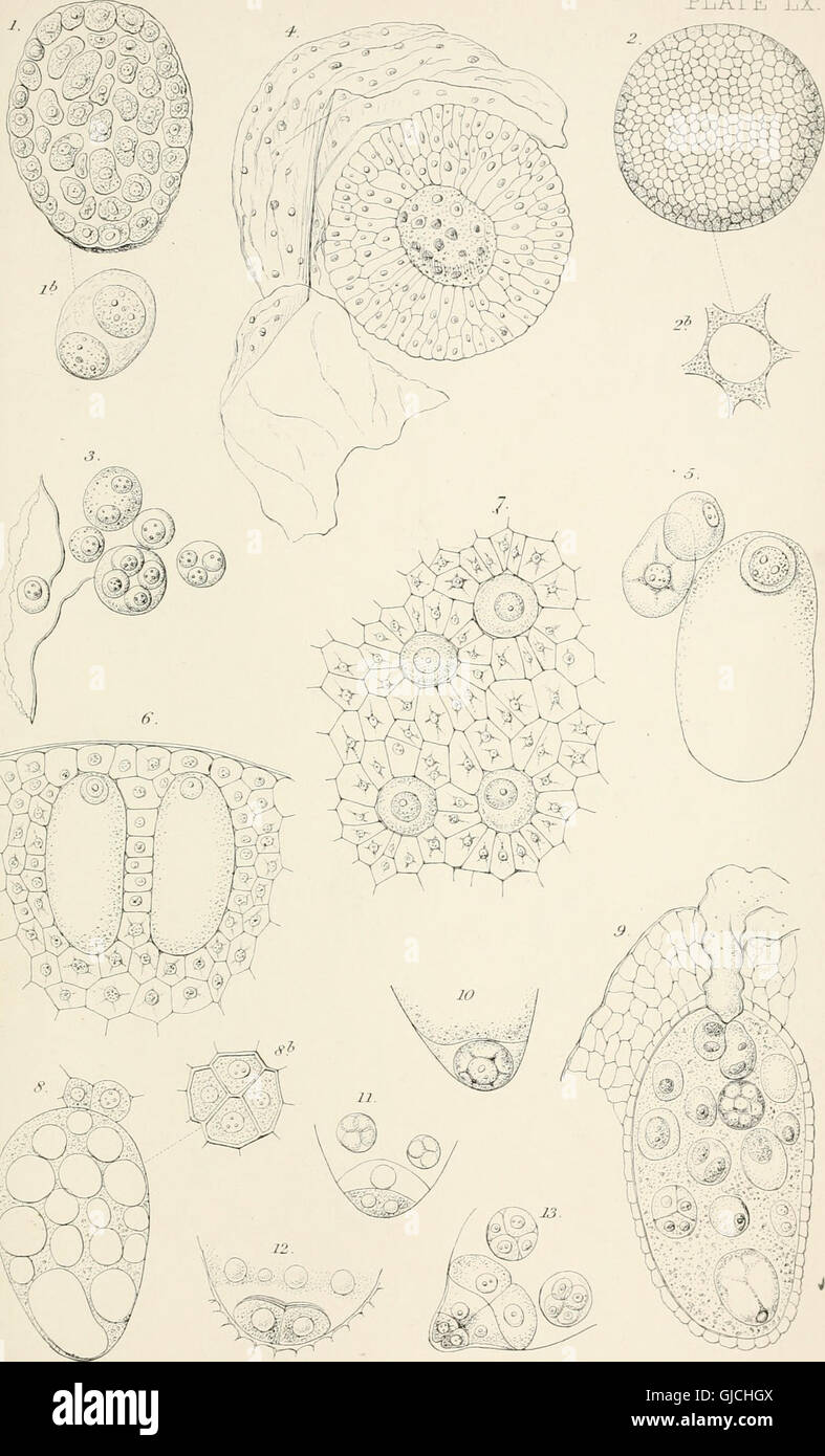 This 1862 scientific work examines the processes of germination ...