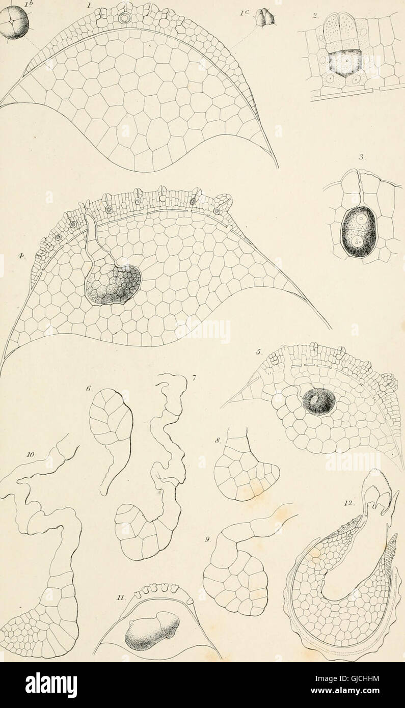 On the germination, development, and fructification of the higher ...