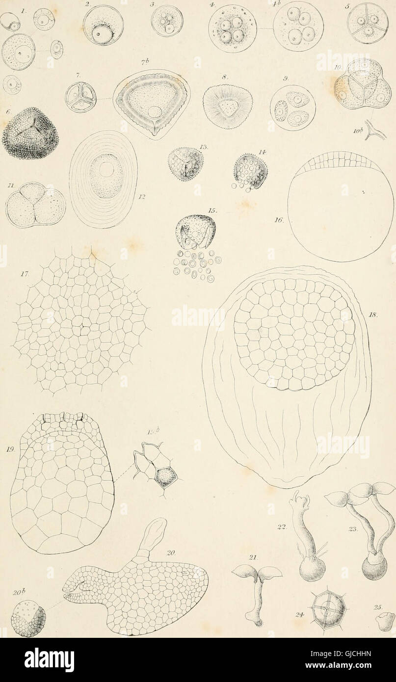 This 1862 study focuses on the germination, development, and ...
