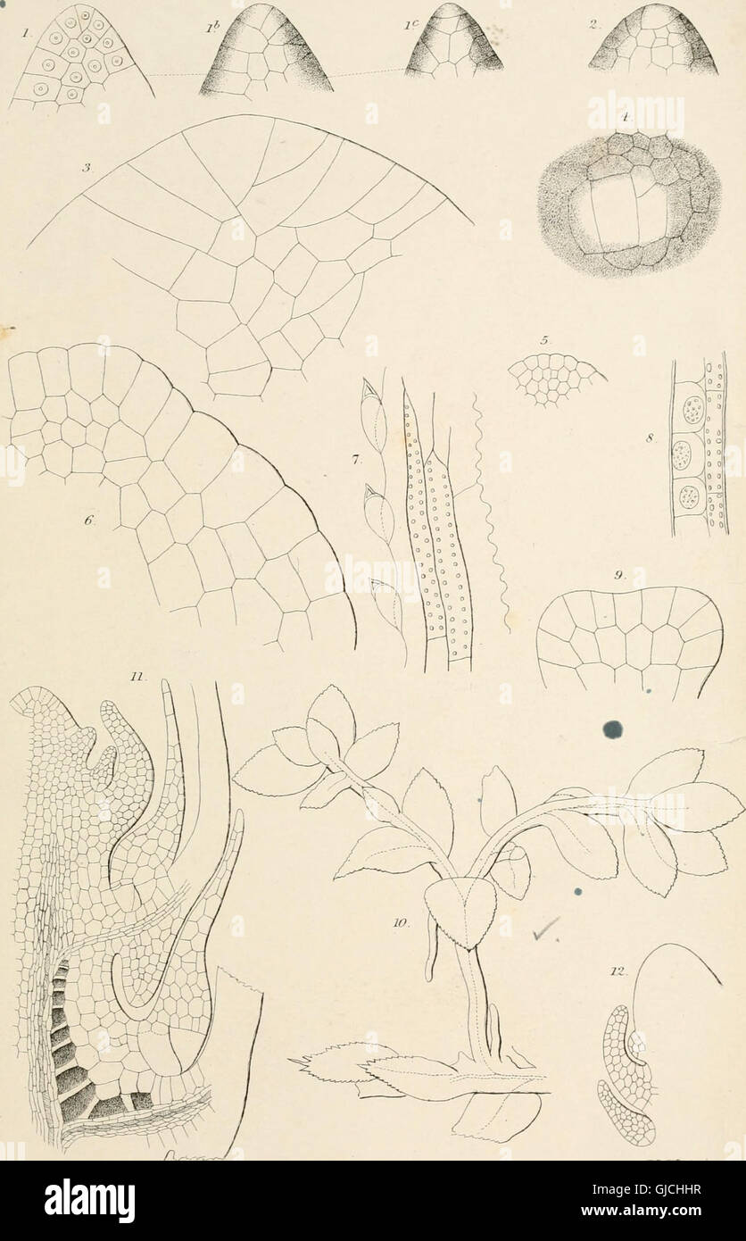 This 1862 work focuses on the reproductive processes of higher ...