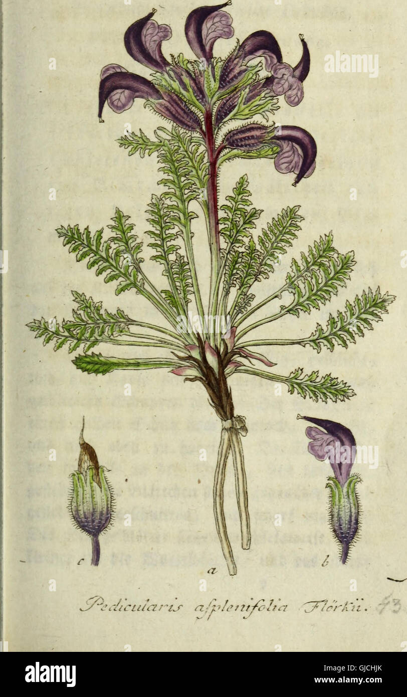 'Deutschlands Flora in Abbildungen Nach der Natur' (1806) is a ...