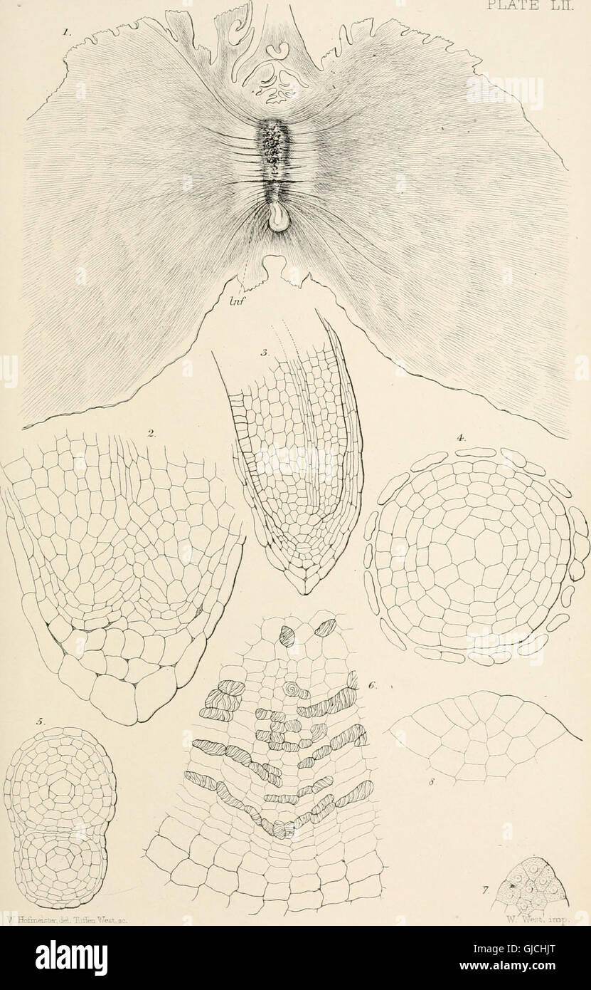 On the germination, development, and fructification of the higher ...