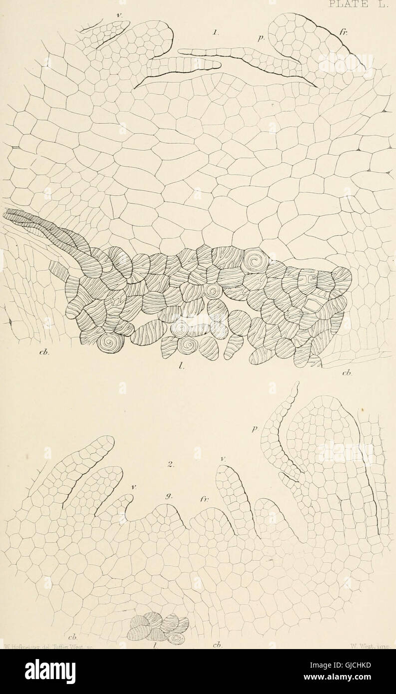 On the germination, development, and fructification of the higher ...