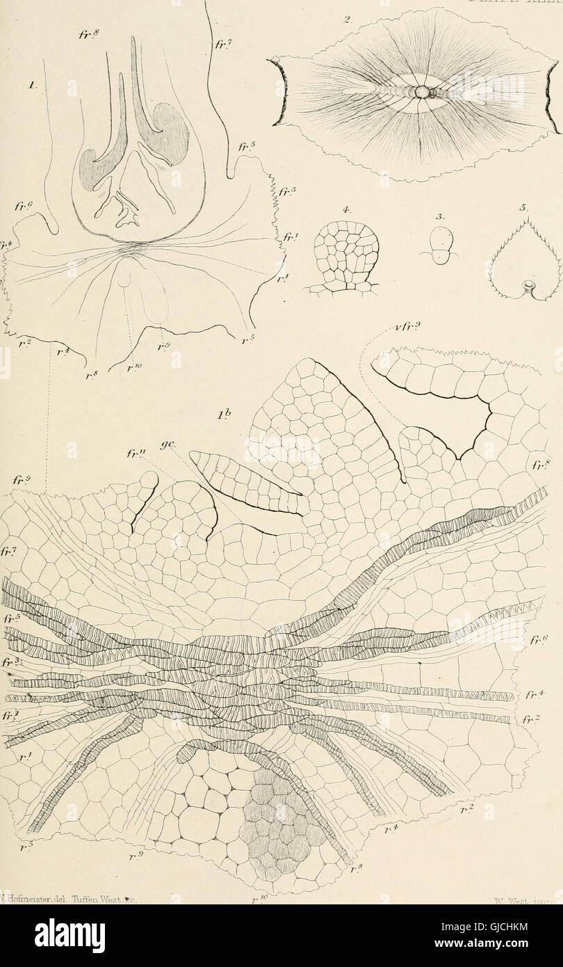 This 1862 scientific work studies the germination, development, and ...