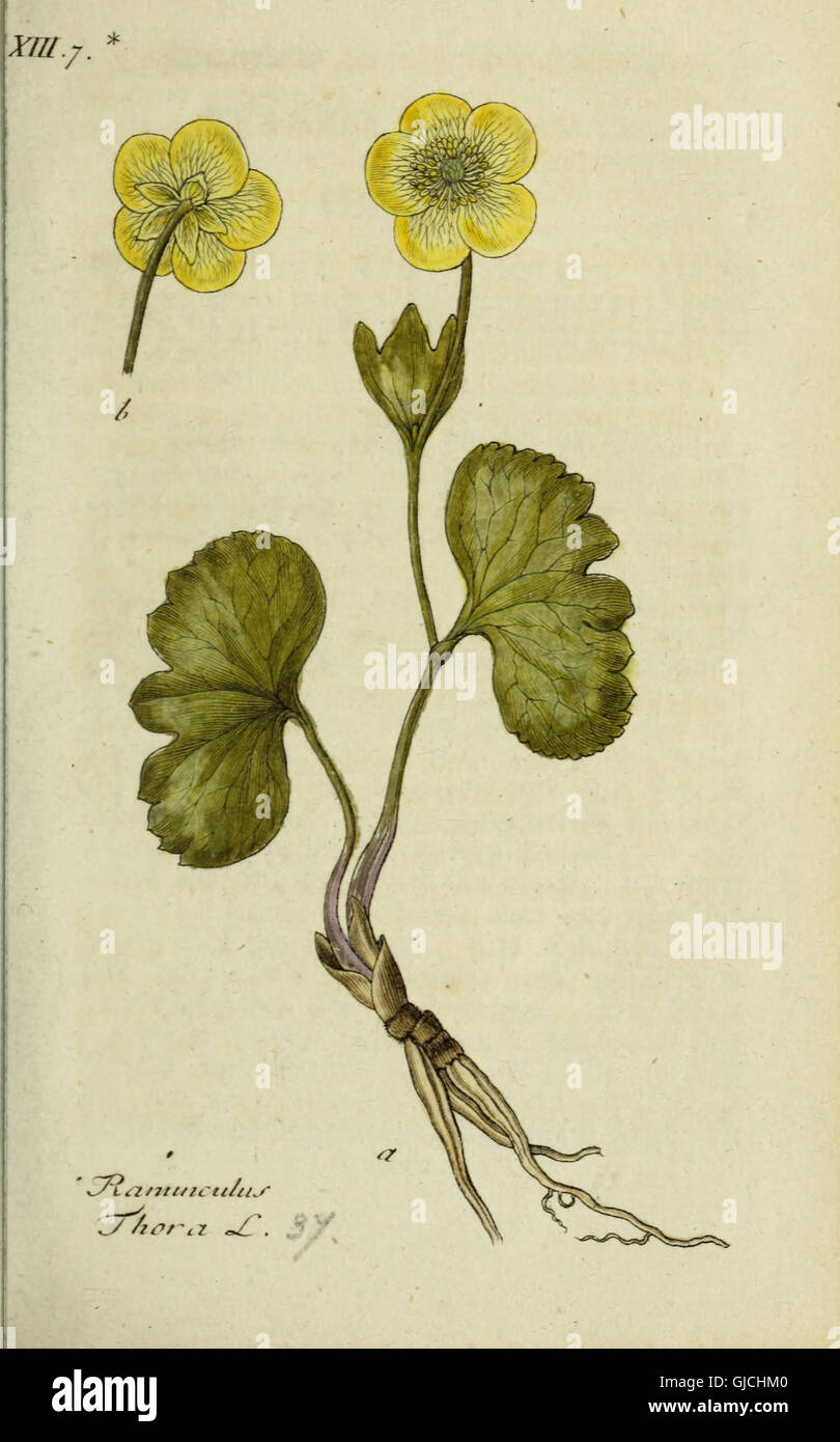 *Deutschlands Flora in Abbildungen nach der Natur* (1806) is a ...