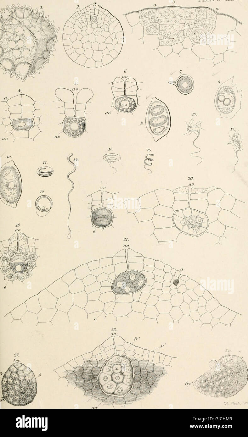 Fructification hi-res stock photography and images - Alamy