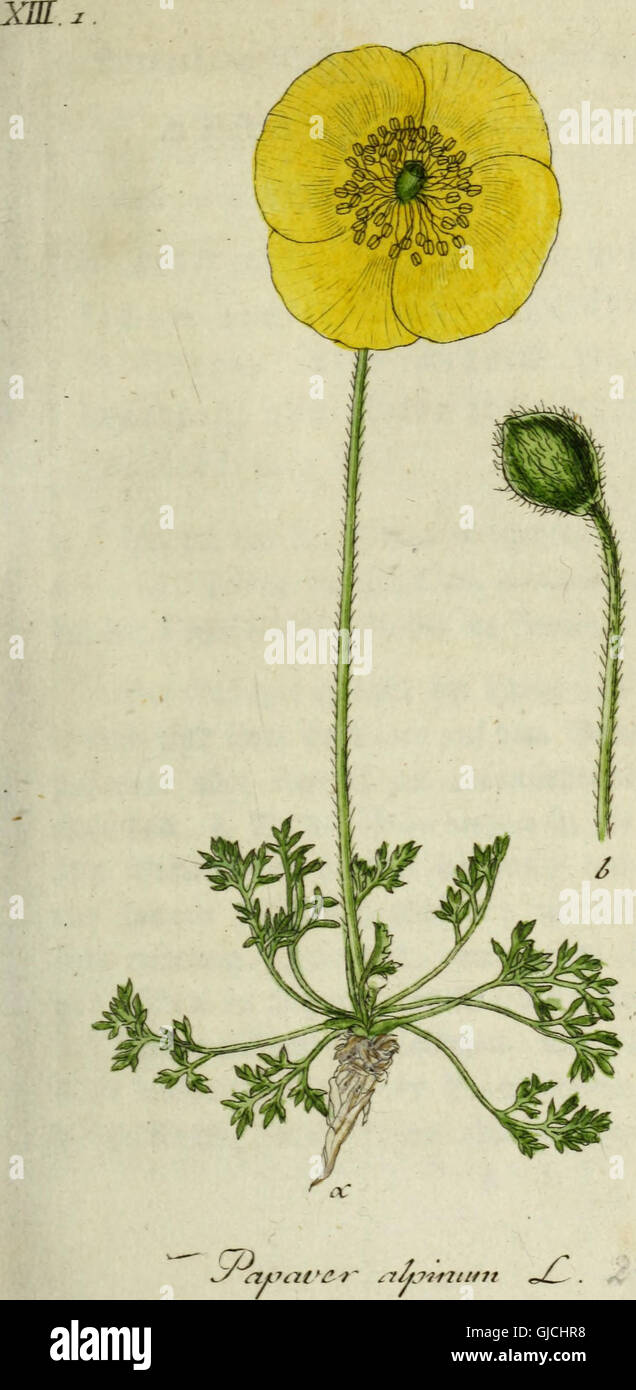 'Deutschlands Flora in Abbildungen nach der Natur' (1806) is an ...