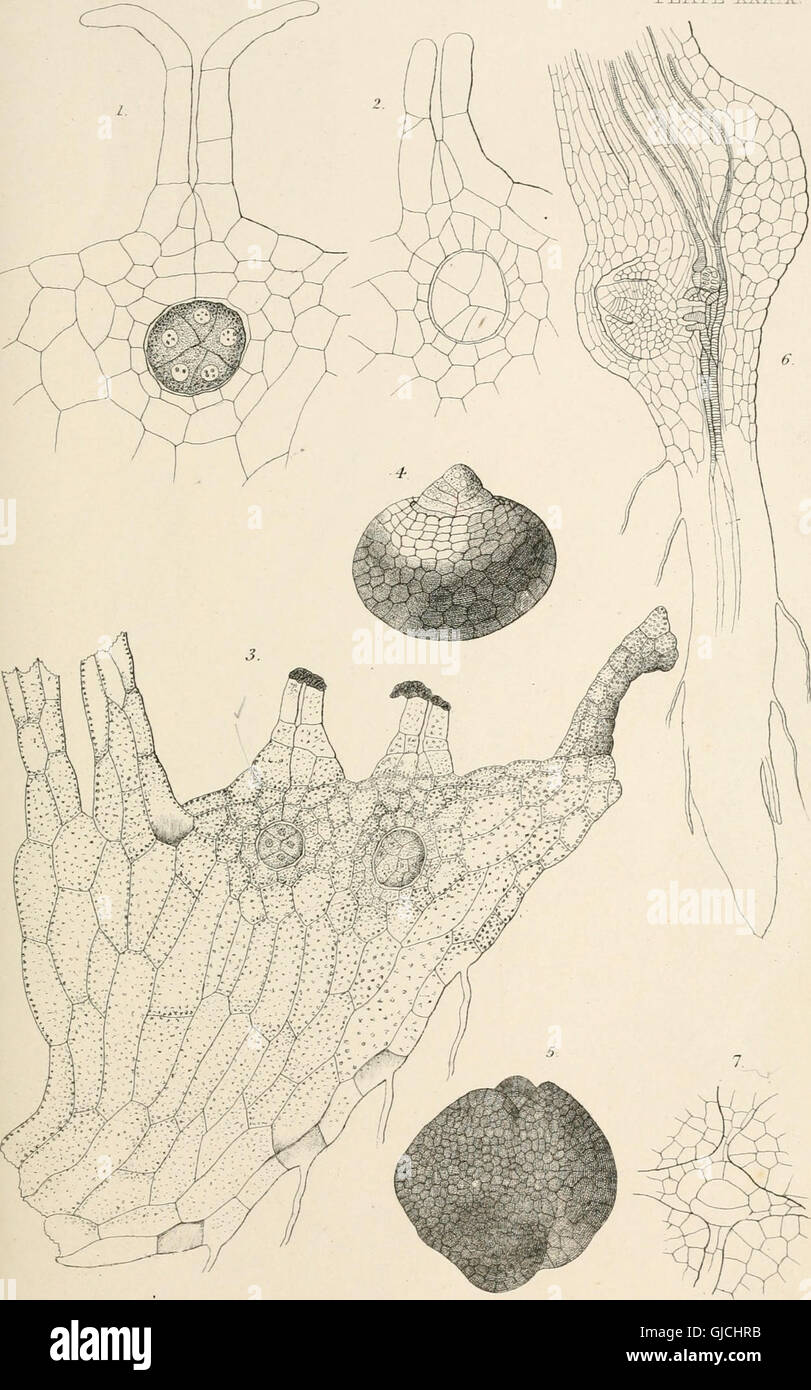 This 1862 work discusses the life cycle of higher Cryptogamia and ...
