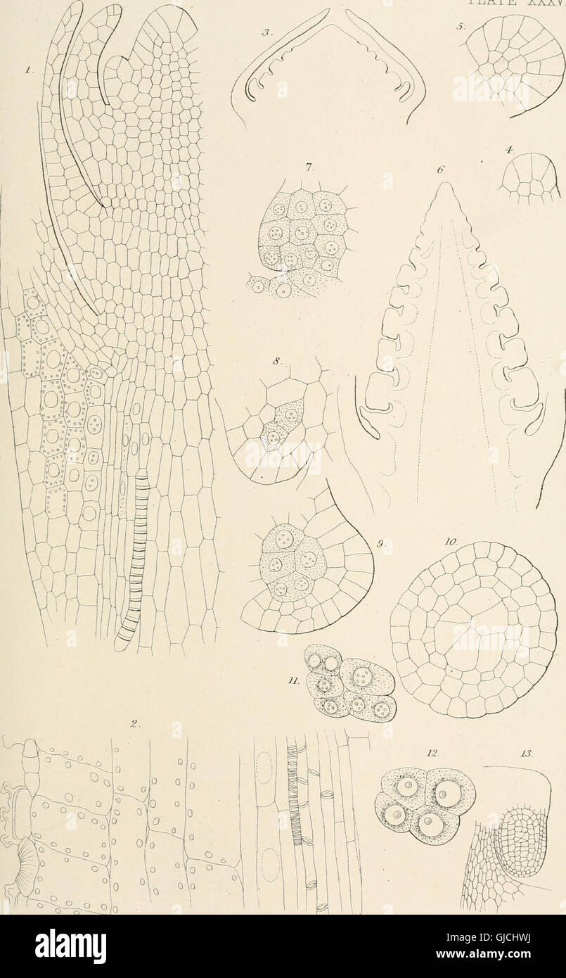 On the germination, development, and fructification of the higher ...